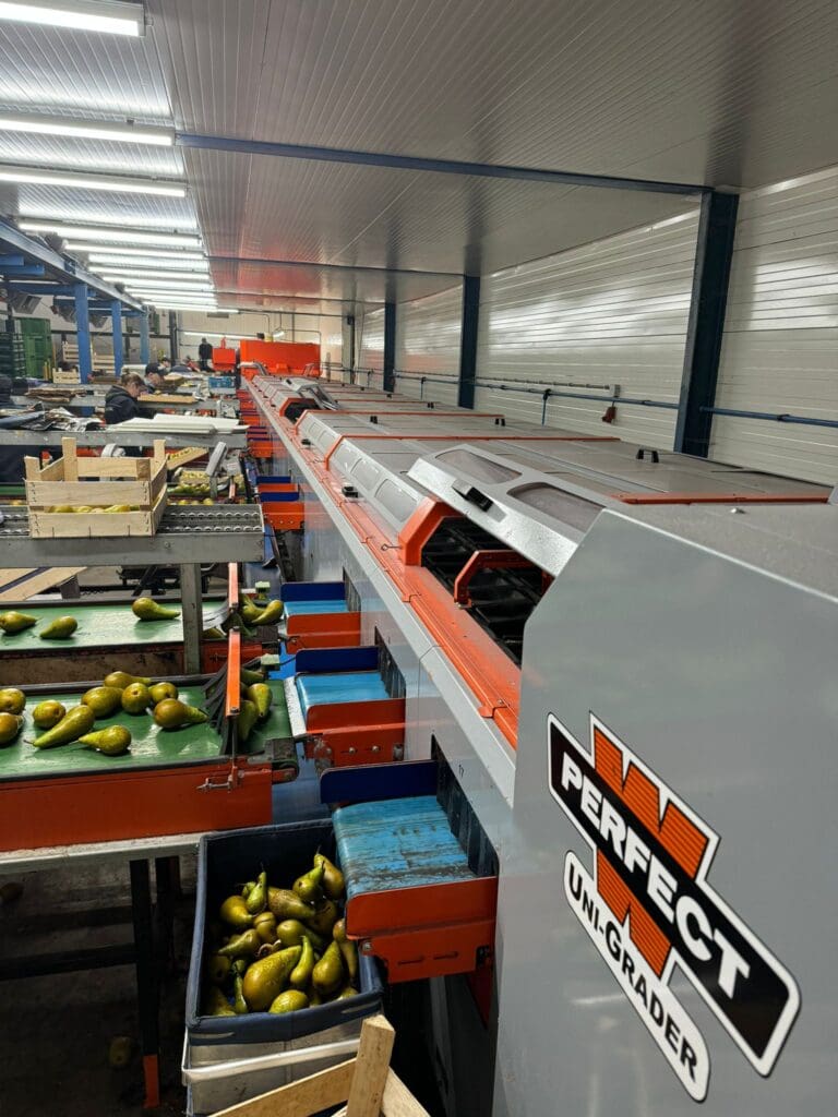 PERFECT 6 WAY SORTING LINE FOR PEARS. - fruit-graders